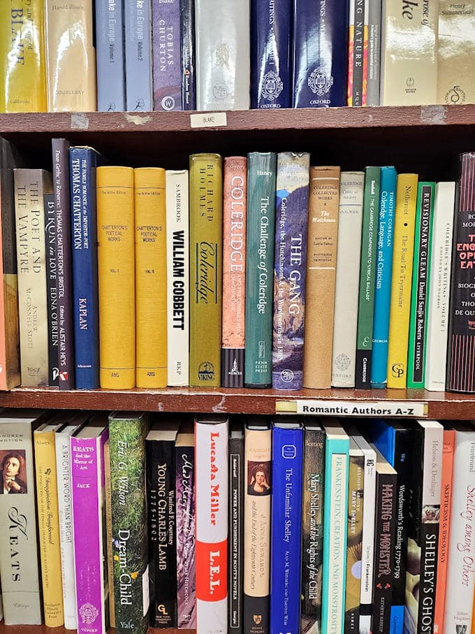 Colorful spines line the shelves like a rainbow made entirely of stories, ideas, and forgotten wisdom.