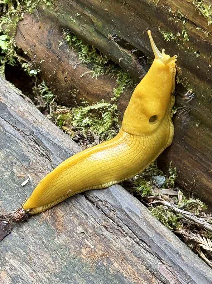 Even the slugs here are photogenic. This bright yellow fellow is living his best life on a log.