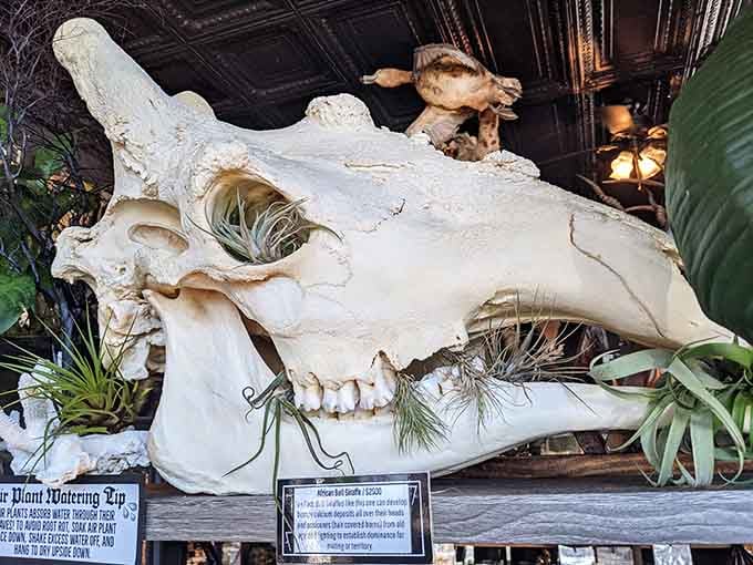 An African bull giraffe skull decorated with air plants, proving nature's architecture needs no improvement, just thoughtful presentation.