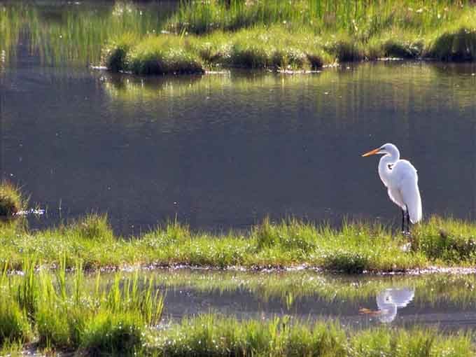 This elegant egret is living its best life, completely unbothered by your Monday morning stress.