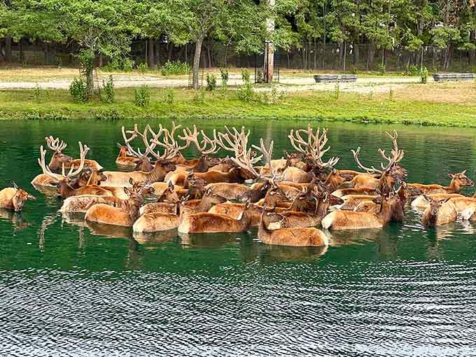 Majestic elk cooling off in the water, their impressive antlers creating a forest of bone above the surface.