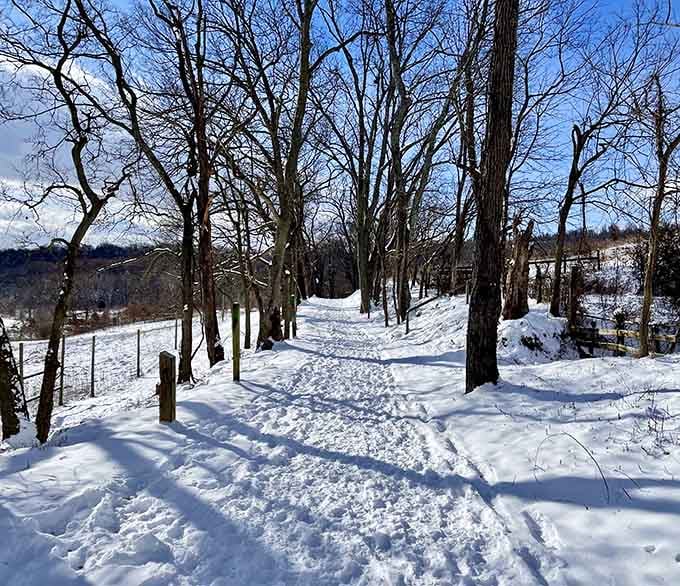 Winter trails offering the kind of peaceful solitude that makes you forget about email entirely.