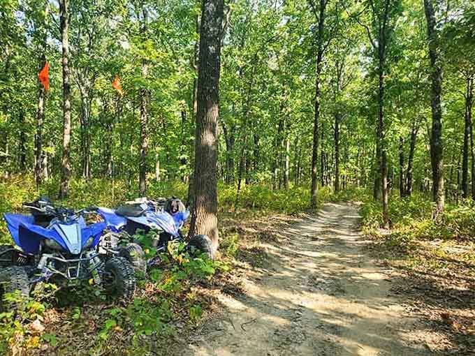 Forest trails that wind through the trees, beckoning you to discover what's around the next bend.