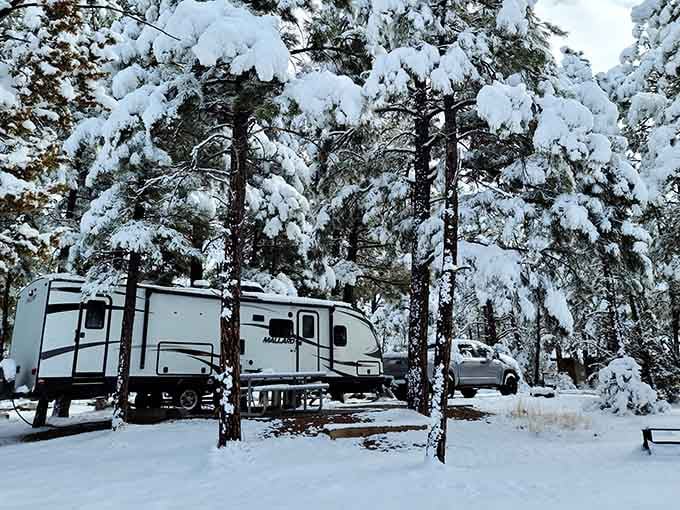 Winter camping for the brave: where snow-laden pines transform ordinary campsites into scenes worthy of holiday cards that make relatives jealous.