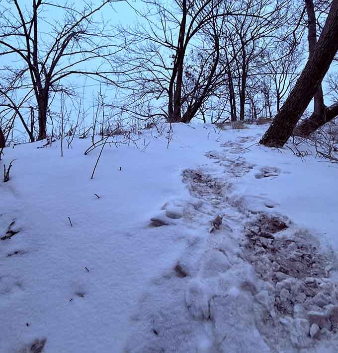 Winter transforms the dunes into a snow-sculpted wonderland. The footprints tell stories of brave explorers seeking solitude and beauty.