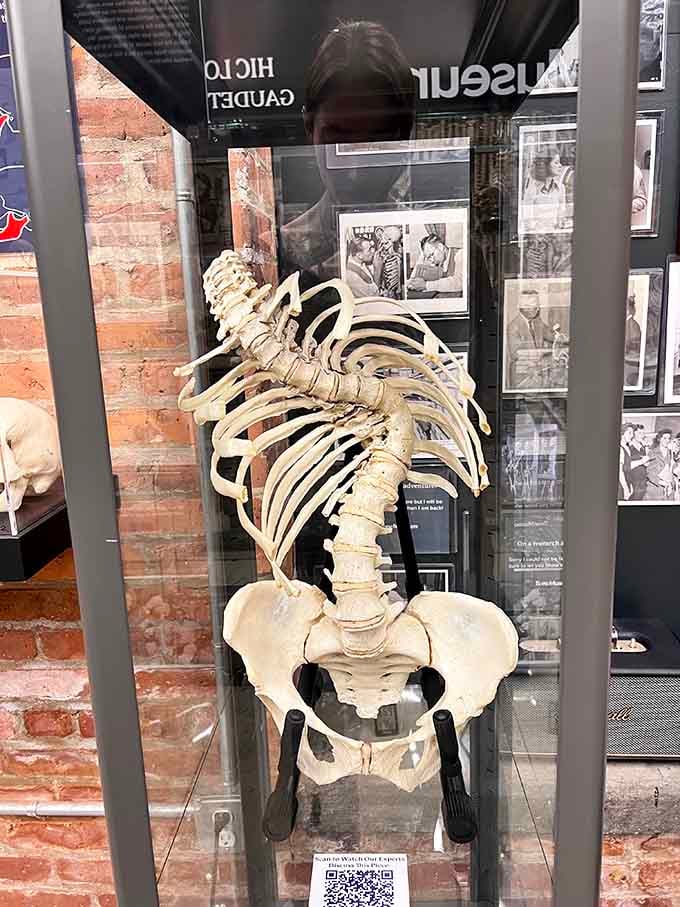 A complete human skeleton stands ready to teach, reminding visitors that we're all just walking, talking bone collections.