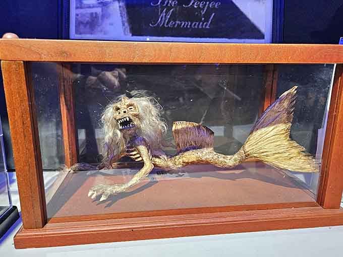 The Feejee Mermaid specimen looks like something P.T. Barnum would've been proud to display in his traveling show.