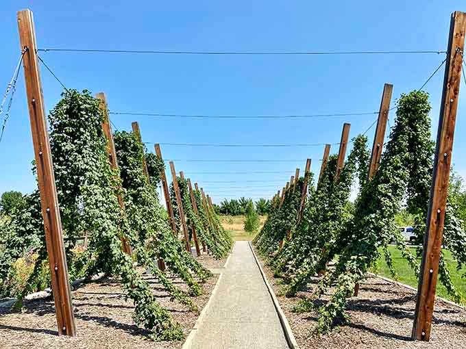 The hop garden walkway adds agricultural charm to a playground, because Fort Collins does things differently around here.