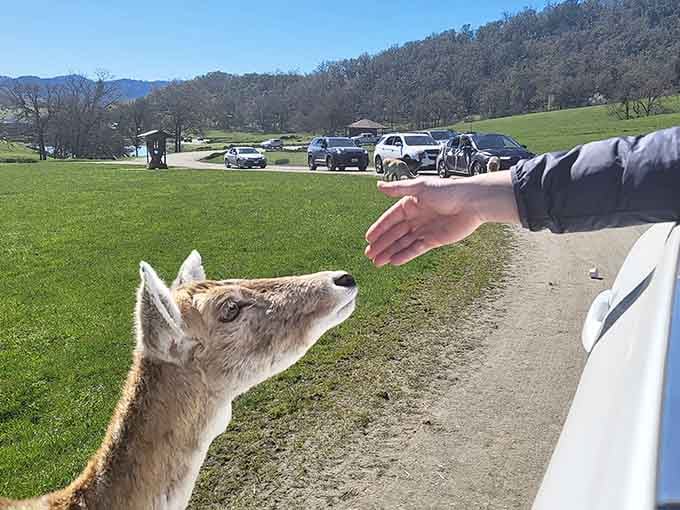 Hand-feeding time creates memories that'll outlast any souvenir, plus it's way cuter than your average Tuesday.
