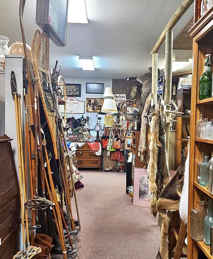 Narrow pathways between hunting gear and animal pelts create a museum-like journey through Montana's outdoor heritage.