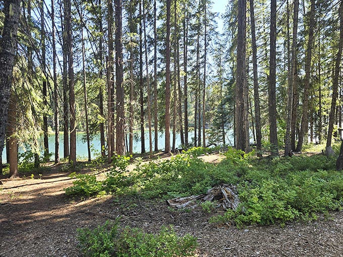 Sunlight plays hide-and-seek through towering pines, creating a dappled pathway to the turquoise waters that peek through like nature's own hidden swimming pool.