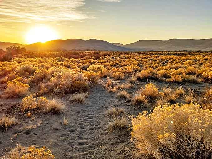 Golden hour magic turns ordinary sagebrush into a field of treasure. Even the most amateur photographer becomes an artist at sunset here.