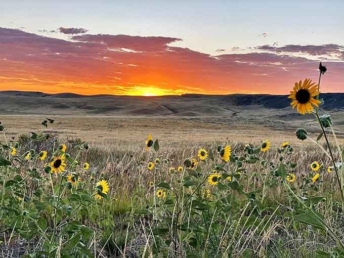 Sunflowers reaching for the sunset sky&mdash;nature's way of saying Colorado does golden hour better than anyone else.