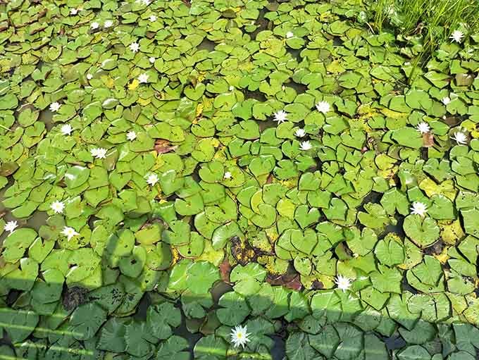 Water lilies creating nature's patchwork quilt—proof that Mother Nature was into pattern design long before humans got the idea.