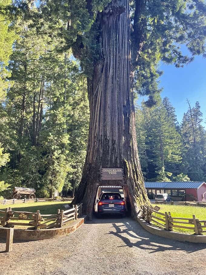 Drive your car through a living redwood - because sometimes the journey really is the destination.