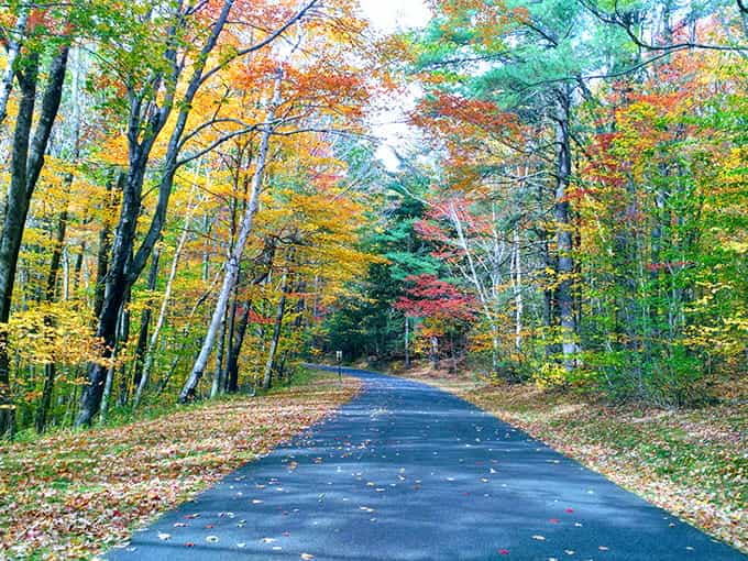 Nature's own tunnel of color arches overhead, transforming an ordinary road into a drive-through art gallery every autumn.