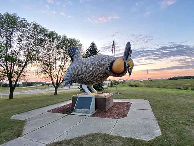 The world's largest prairie chicken struts its stuff in Rothsay, showing off feathers that will never be ruffled by wind.