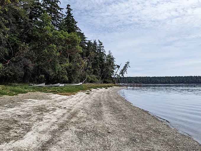 Dense forests meet sandy shores in an aerial view that looks like someone spilled green paint on paradise.