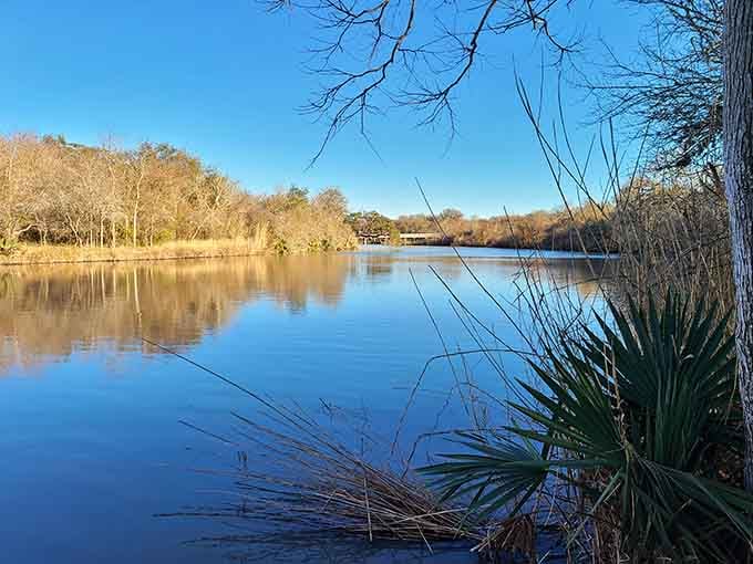 Palmetto fronds frame the glassy water where bare branches overhead create natural artwork against blue skies.