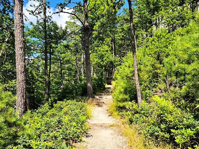 Sunlit trails wind through pine forests where the path ahead glows golden, inviting you forward like nature's own yellow brick road.