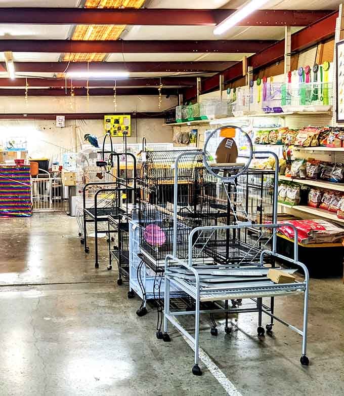 Shelves are stocked with pet essentials alongside bright, playful packaging, showing that caring for pets can be both practical and fun.