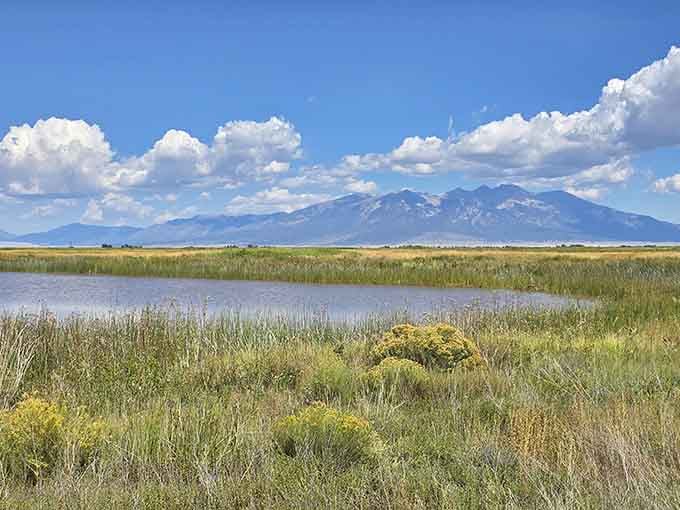 The Alamosa National Wildlife Refuge stretches toward distant peaks, offering free entertainment courtesy of Mother Nature's programming department.