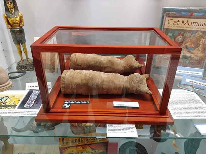 Ancient cat mummies prove our ancestors took their feline devotion to levels we can barely comprehend today.