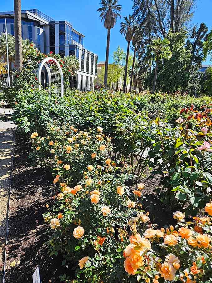 Peachy orange roses that glow like California sunshine captured in petal form, absolutely stunning.