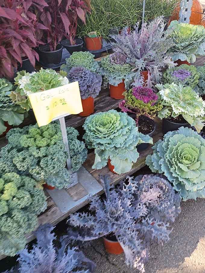 These vibrant ornamental kales prove that nature&rsquo;s beauty can be found in the most unexpected places.