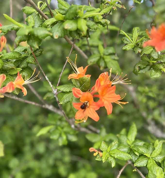 Flame azaleas blooming like little bursts of fire along the mountainside, nature's own fireworks display.
