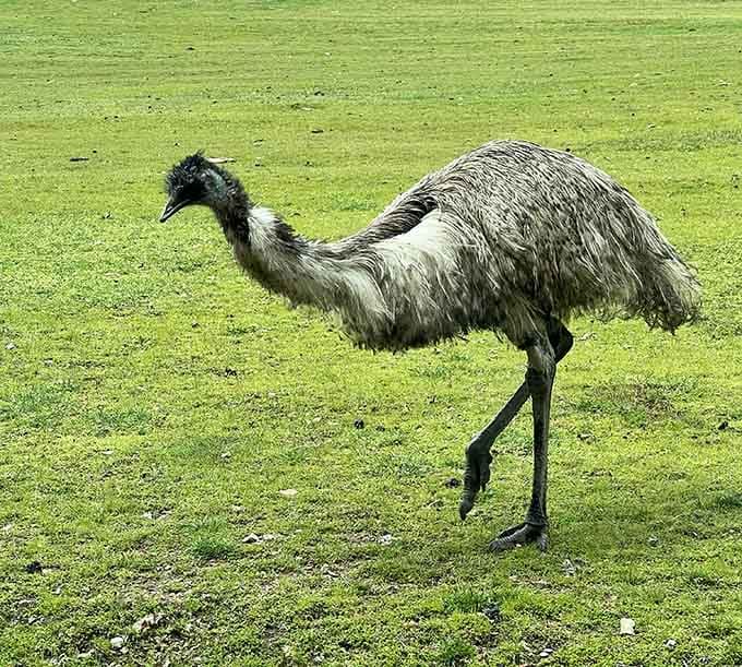 The emu struts across the field like it's auditioning for a nature documentary, sporting a hairdo that would make any 80s rock band jealous.