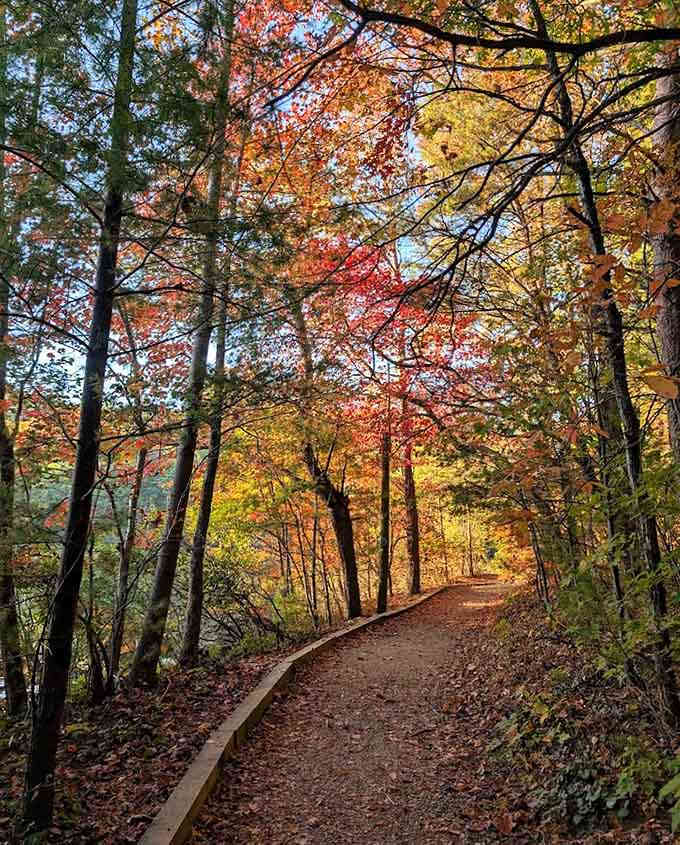 Walking this autumn trail feels like stepping into a painting where every tree decided to show off simultaneously.