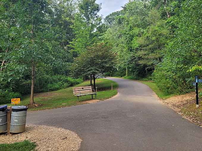 Paved paths wind through nature's cathedral, perfect for morning walks before the Carolina sun gets too ambitious.
