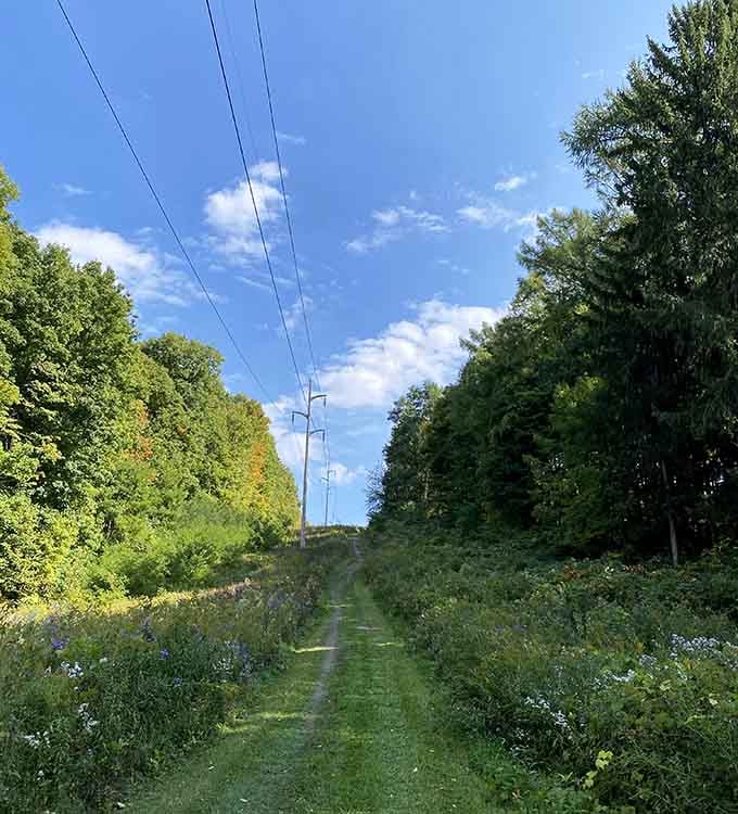 Power lines overhead remind you that civilization exists, but the wildflower-lined trail suggests otherwise in the best way.