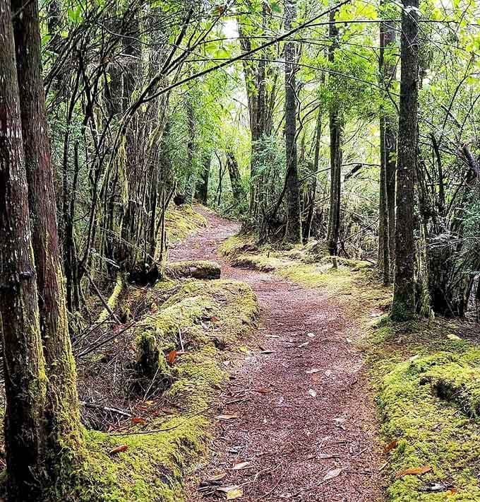 A trail so perfectly Pacific Northwest it practically comes with its own soundtrack of rustling leaves and distant waves.