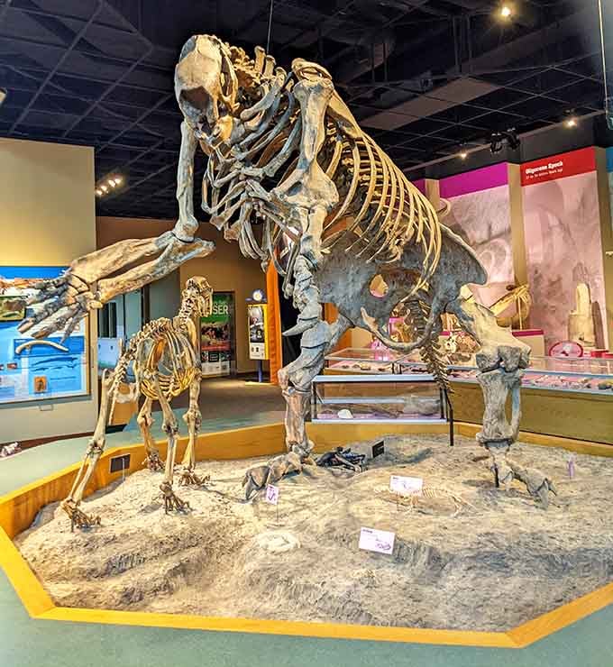 Prehistoric Mississippi comes to life with this impressive giant sloth skeleton. Standing before these ancient bones makes our human timeline seem remarkably brief.