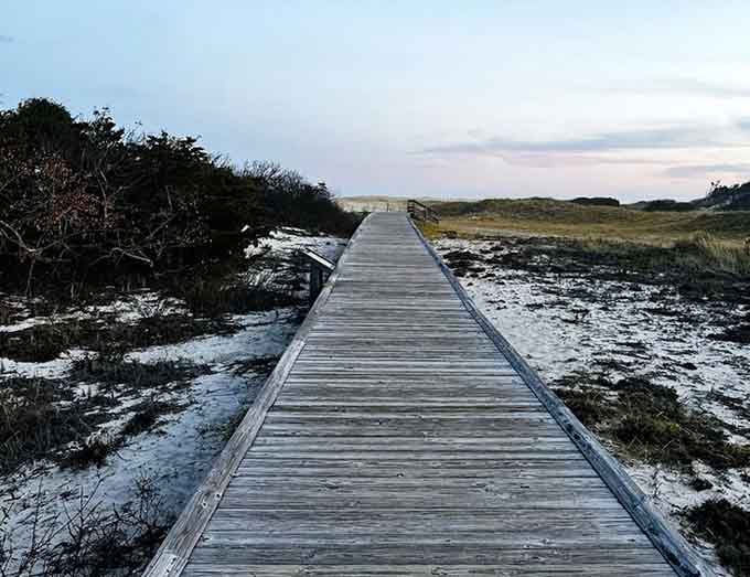 Boardwalks through the maritime forest where twisted trees tell stories of surviving coastal storms.