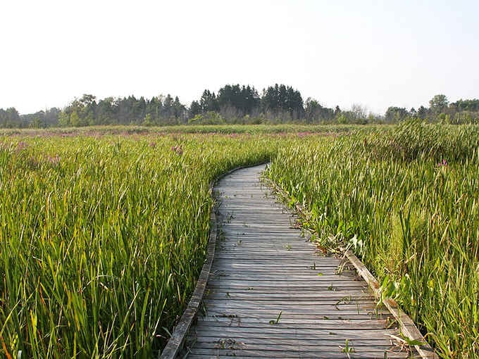 The boardwalk through the marsh proves that sometimes the journey really is as beautiful as the destination.