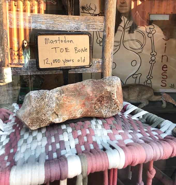 A 12,000-year-old mastodon toe bone casually displayed like it's no big deal, just your average Tuesday in Seale, Alabama.