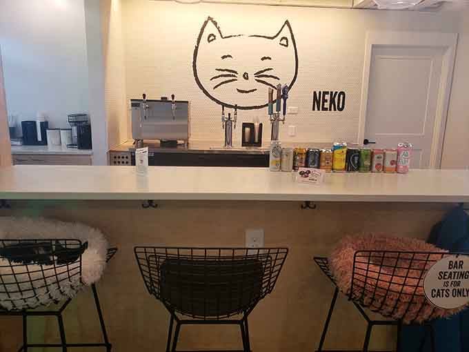 Bar seating where you can sip your drink while cats judge your life choices from below.