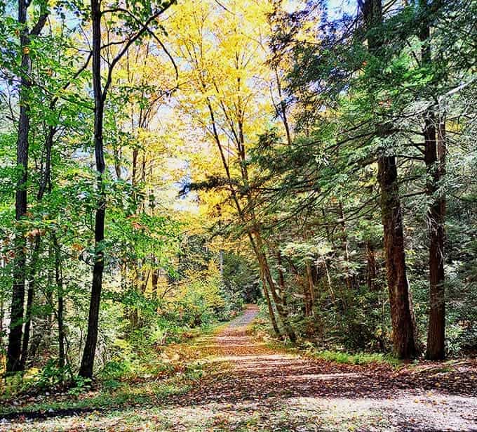 This golden-dappled trail proves that the best destinations are found where pavement ends and peace begins.