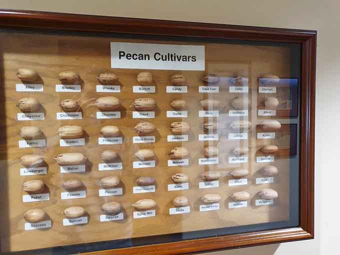 A pecan cultivar display proving there's more variety in nuts than you ever imagined in biology class.