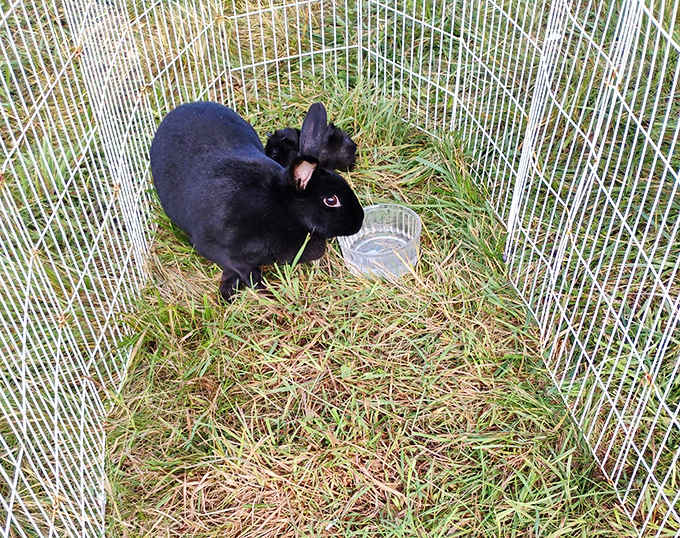 The "animal" in Animal Swap Meet isn't just historical &ndash; these velvet-eared bunnies remind visitors of the market's livestock trading roots.