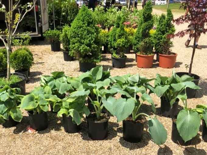 Potted plants and shrubs ready to transform your yard into something your neighbors will ask about, all without the nursery markup prices.