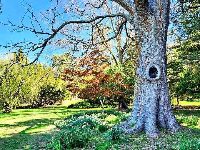 That ancient tree has seen more seasons than we can count, standing sentinel over spring's floral display.
