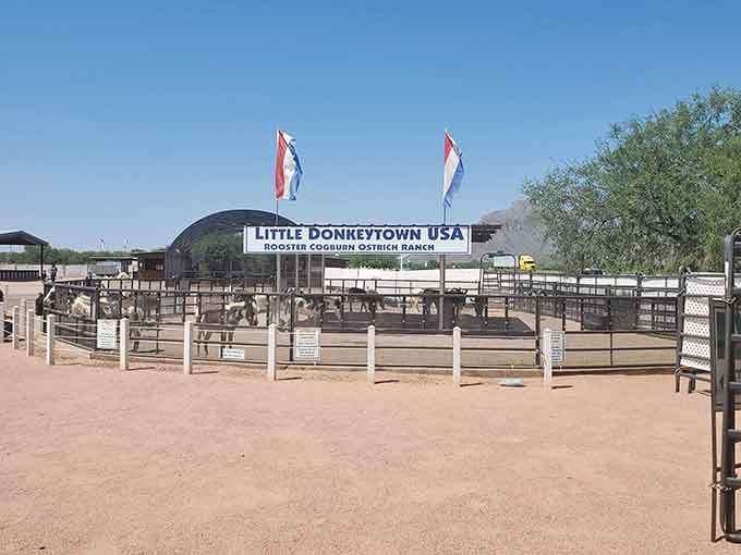 Little Donkeytown USA is precisely as charming as it sounds, and yes, they absolutely want your attention.