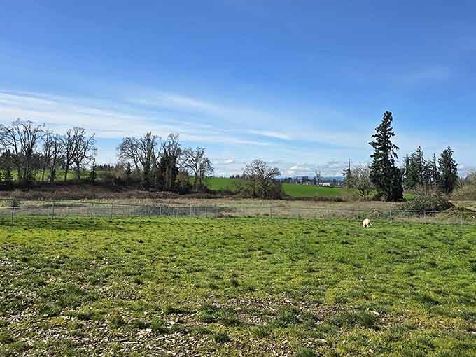 Rolling farmland stretches toward distant mountains, the kind of pastoral scenery that makes city life seem overrated.