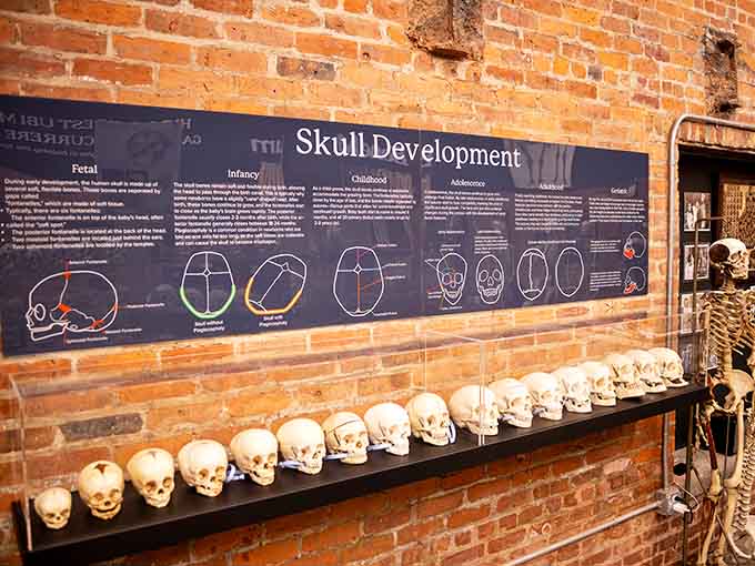 Skull development from fetal to adult stages lines the wall, showing how we literally grow into our heads.