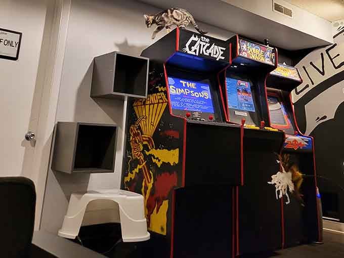 Vintage arcade cabinets provide entertainment when the cats are napping, which happens more often than you'd think.