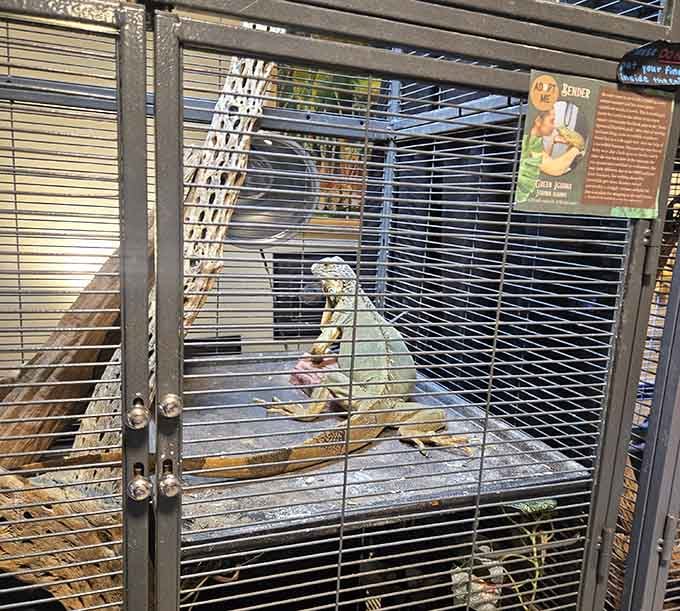 An iguana adds reptilian charm to this menagerie, because apparently insects alone weren't enough to satisfy our curiosity quotient.